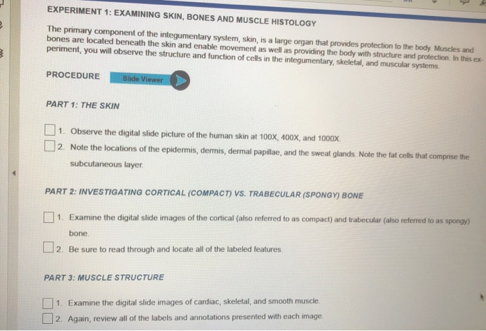 EXPERIMENT 1: EXAMINING SKIN, BONES AND MUSCLE | Chegg.com