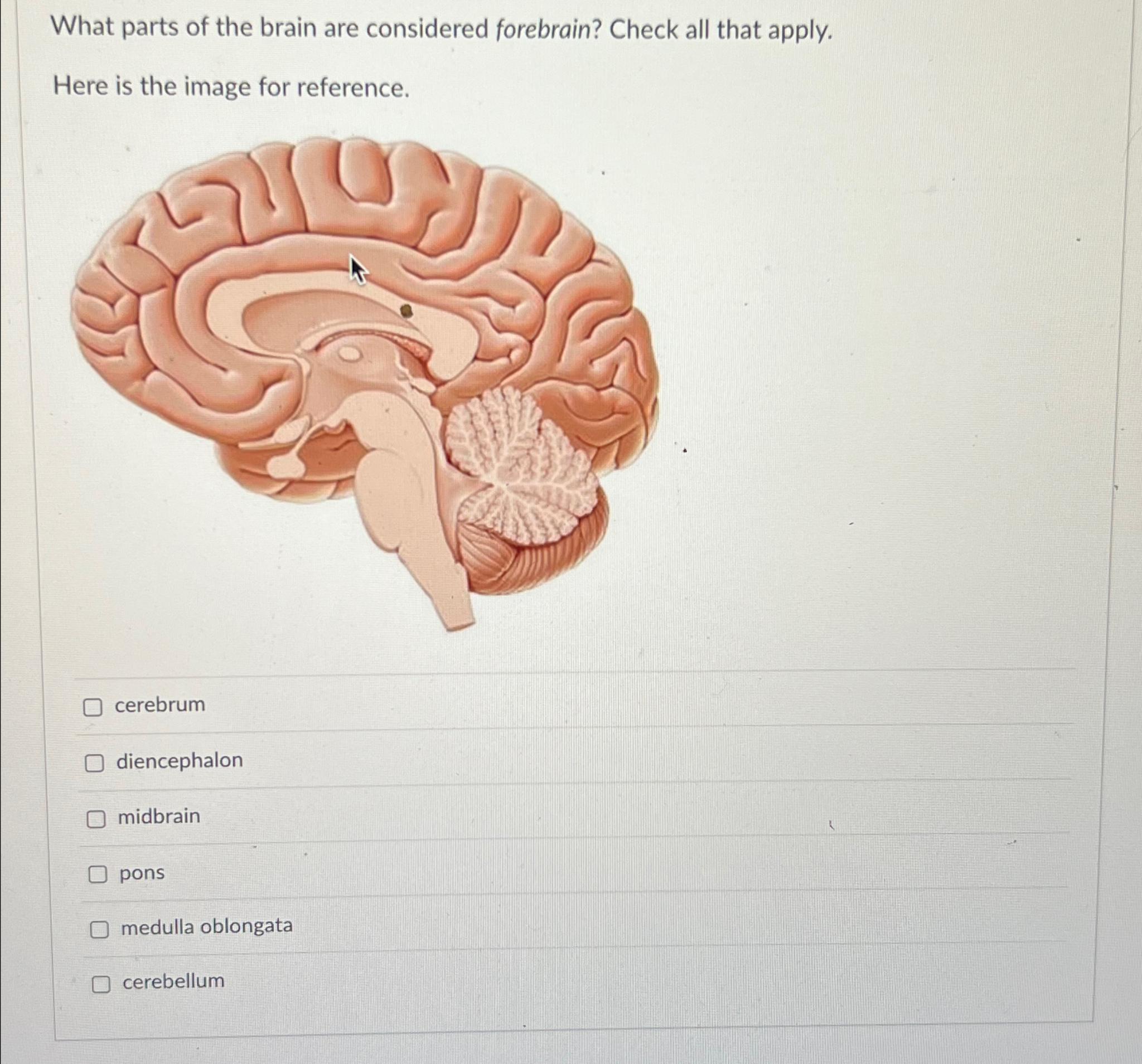 Solved What parts of the brain are considered forebrain? | Chegg.com