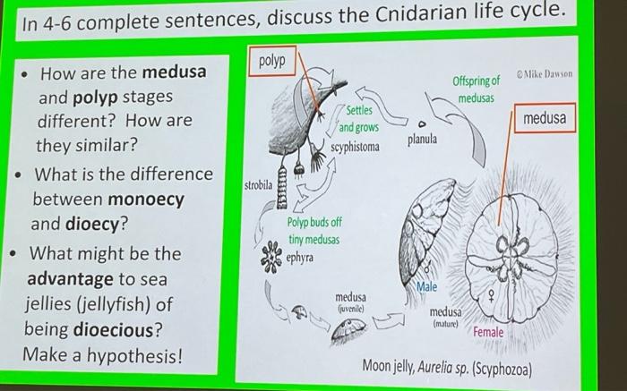 Solved In 4-6 complete sentences, discuss the Cnidarian life | Chegg.com