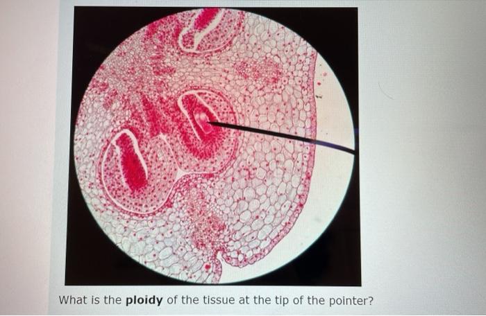 Solved What is the ploidy of the tissue at the tip of the | Chegg.com