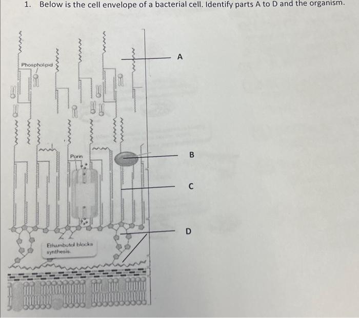 Solved 1. Below is the cell envelope of a bacterial cell. | Chegg.com