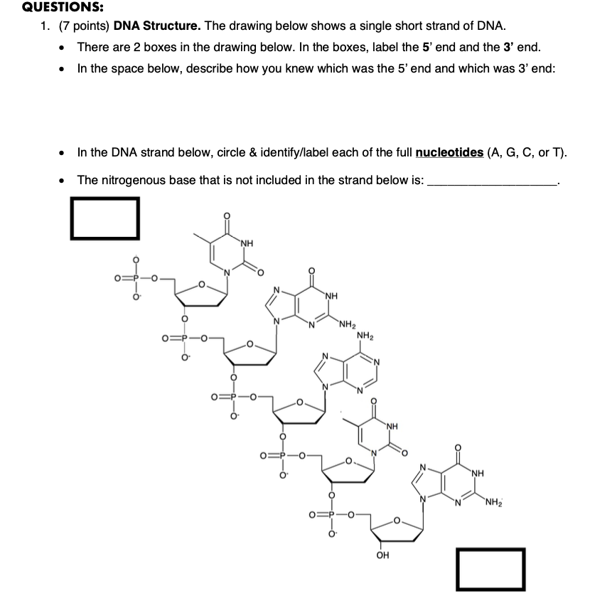 Solved QUESTIONS: 1. (7 ﻿points) ﻿DNA Structure. The drawing | Chegg.com