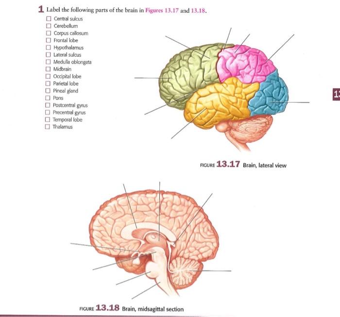 Solved 1. Label the following parts of the brain in Figures | Chegg.com