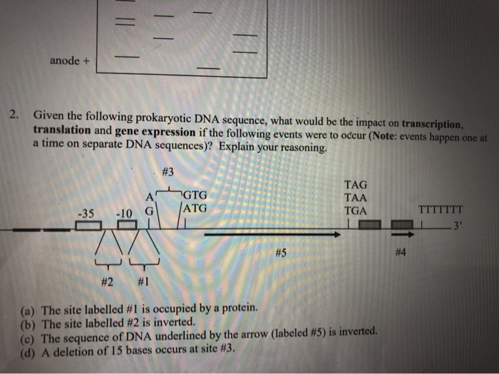 Solved anode + 2. c Given the following prokaryotic DNA | Chegg.com