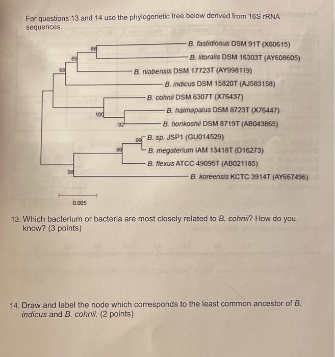 Solved For questions 13 and 14 use the phylogenetic tree | Chegg.com