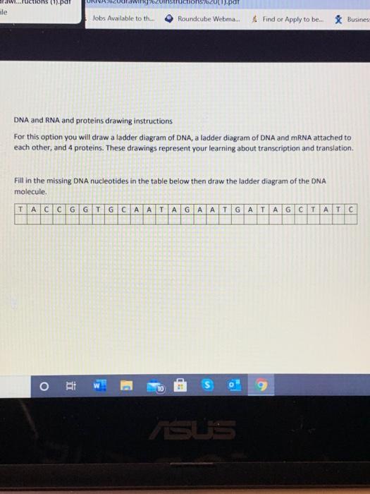 DNA and RNA and proteins drawing instructions For | Chegg.com