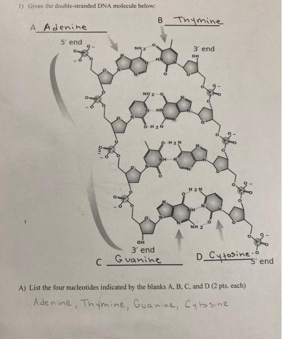 Solved GENETICS HELPThis is a hand out that was given during | Chegg.com