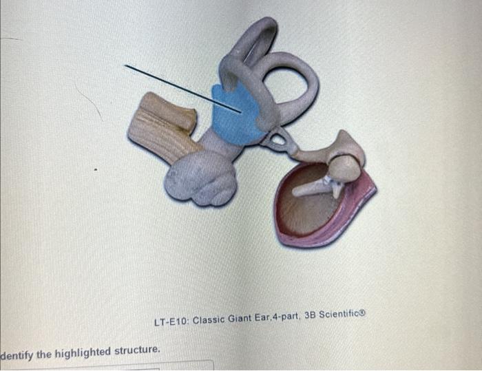 Solved LT-E10: Classic Giant Ear,4-part, 3B Scientificol | Chegg.com