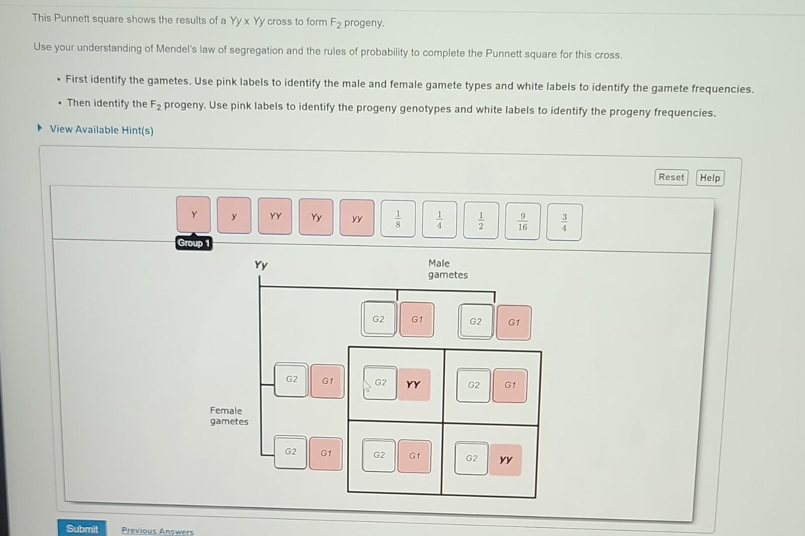 Solved This Punnett square shows the results of a Yy×Yy | Chegg.com