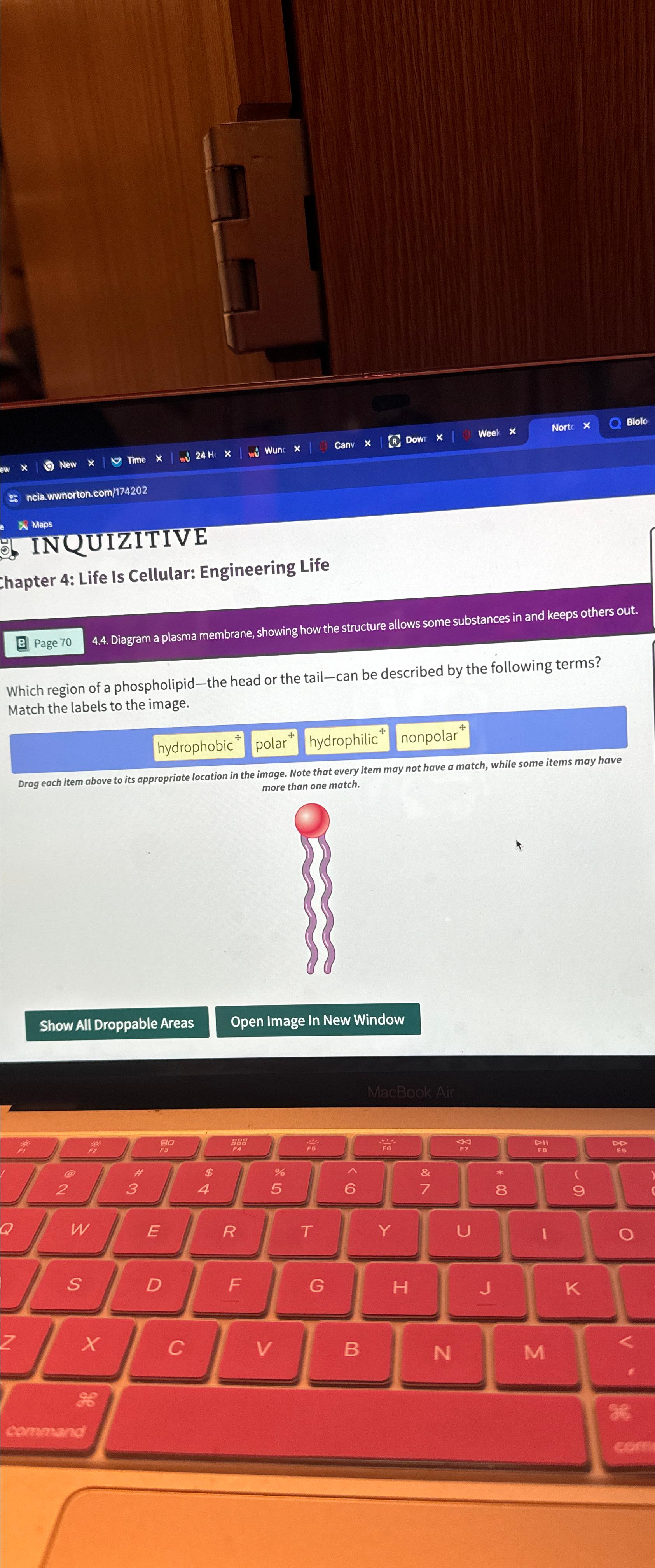 Solved INQUIZITIVEhapter 4: Life Is Cellular: Engineering | Chegg.com