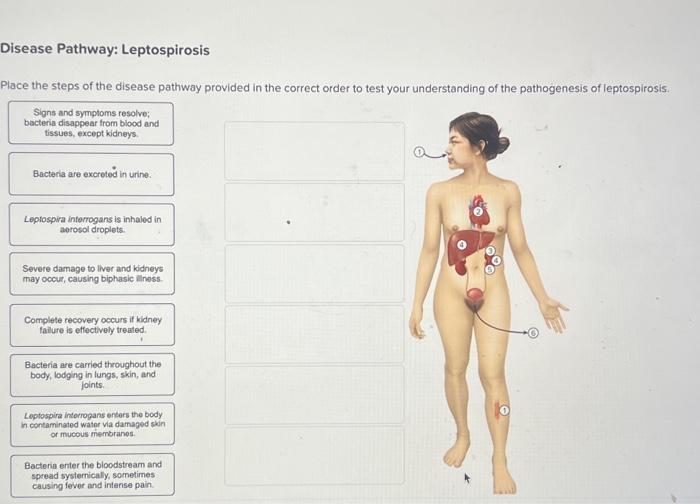 Solved Disease Pathway: Leptospirosis Place the steps of the | Chegg.com