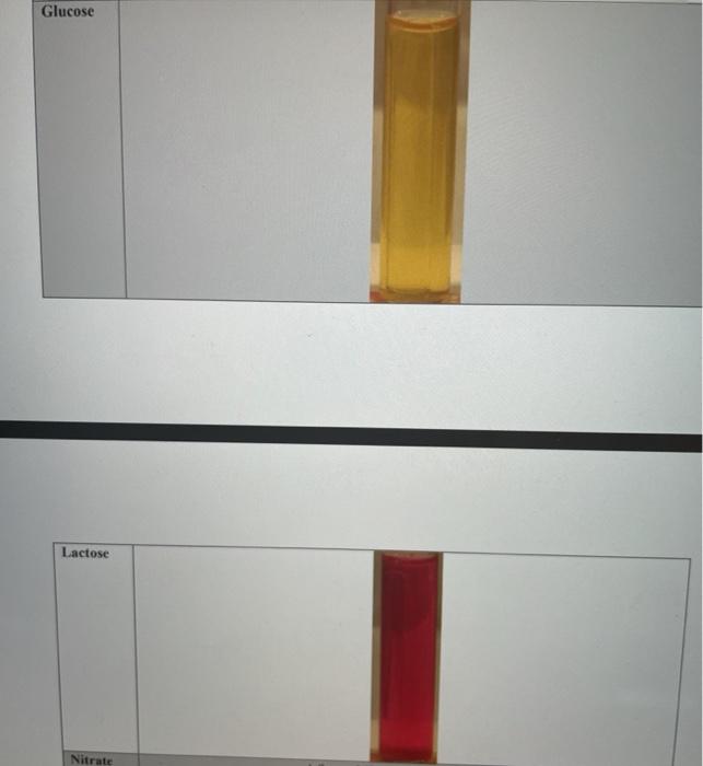 Solved These are the test result for an unknown bacteria. | Chegg.com