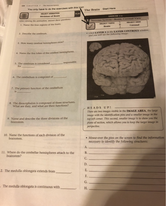 Solved The Brain Start Here 30 CHAPTER You only have to do | Chegg.com