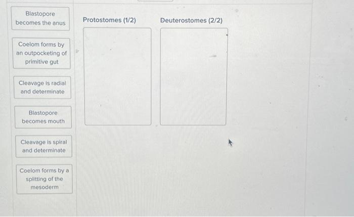 Blastopore becomes the anus Protostomes (1/2) | Chegg.com