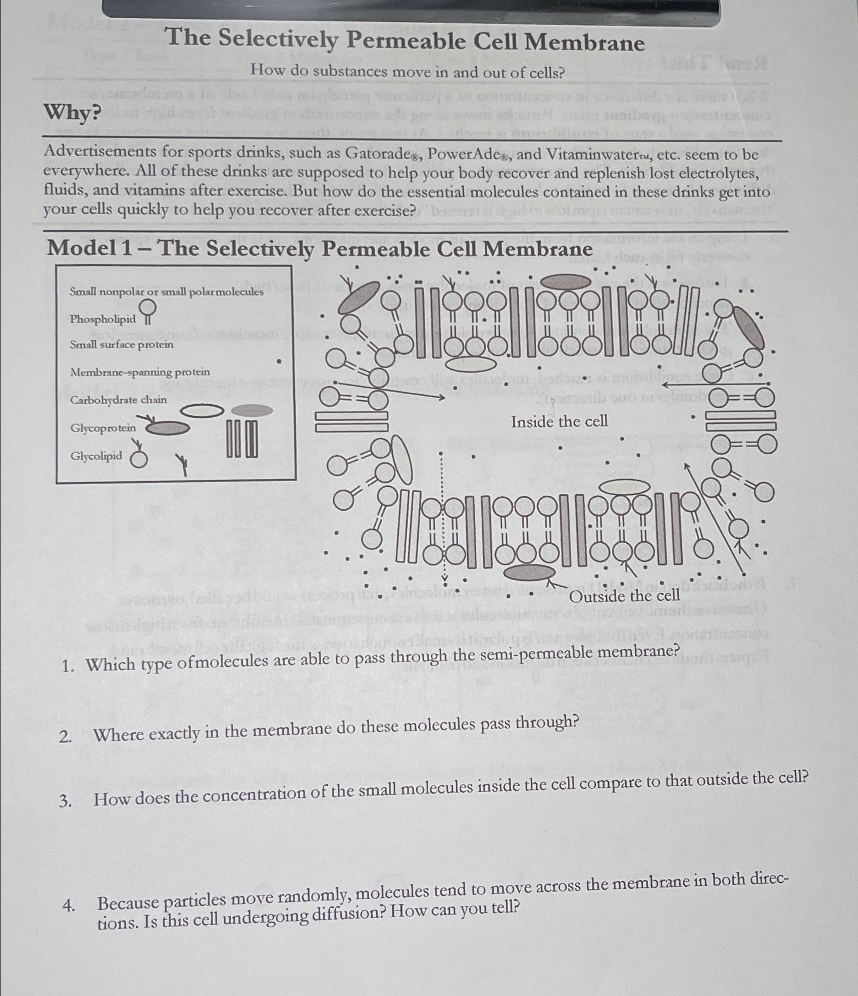 Solved The Selectively Permeable Cell MembraneHow do | Chegg.com