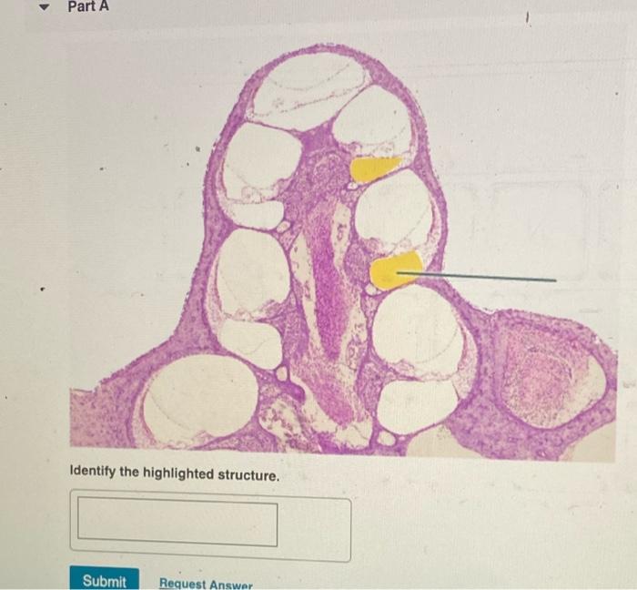 Solved Part A Identify the highlighted structure. Submit | Chegg.com