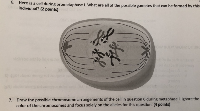 Solved 6. Here is a cell during prometaphase I. What are all | Chegg.com