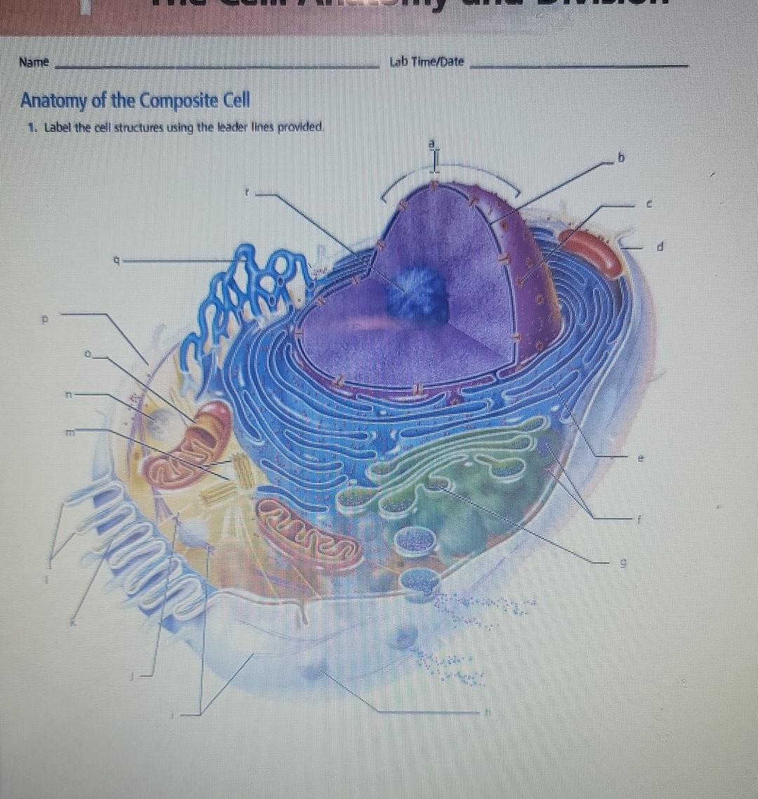 Solved Name Lab Time/Date Anatomy of the Composite Cell 1. | Chegg.com