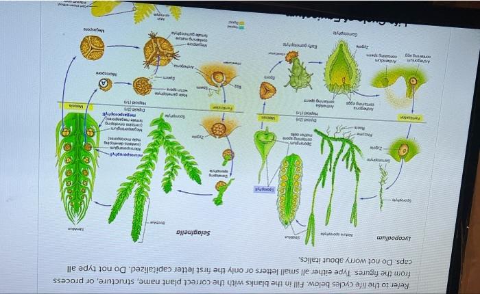 Solved Which of the species shown below is/are homosporous? | Chegg.com