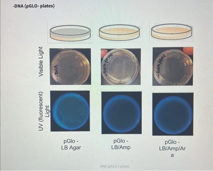 Solved 1. Look at the plates above to get the | Chegg.com