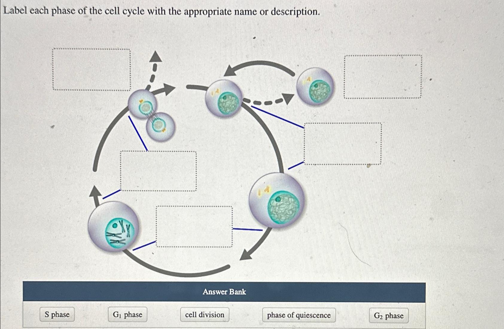 Solved Label each phase of the cell cycle with the | Chegg.com