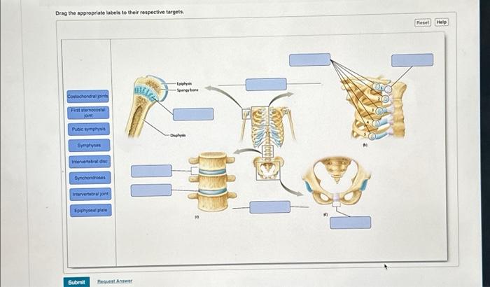Solved Drag the appropriate labels to their respective | Chegg.com