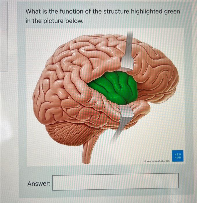 Solved Identify the structure highlighted green in the | Chegg.com