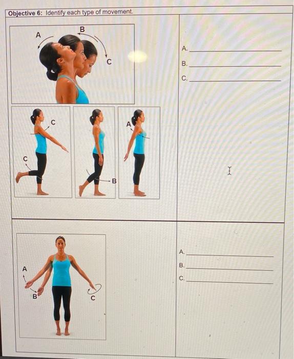 Solved Objective 6: Identify each type of movement. B А A. | Chegg.com