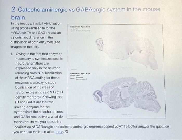Solved 2: Catecholaminergic vs GABAergic system in the mouse | Chegg.com