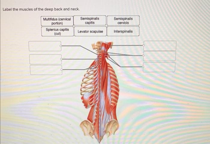 Solved Label the muscles of the deep back and neck. | Chegg.com