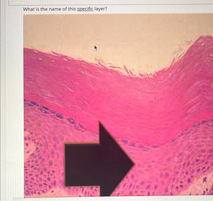 Solved What is the name of this specific layer? | Chegg.com