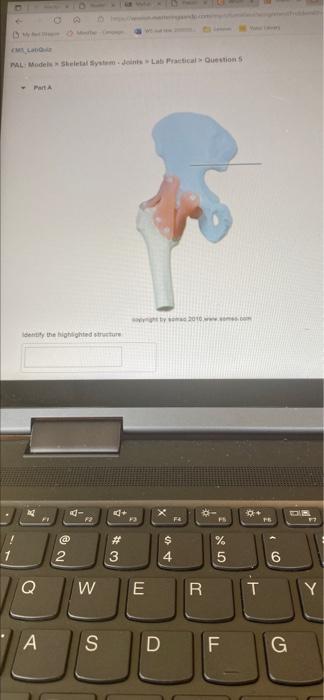 Solved EMI LODGE PAL: Models Skeletal System-Joints Labs | Chegg.com