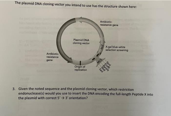 Solved The plasmid DNA cloning vector you intend to use has | Chegg.com