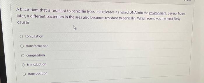 Solved A bacterium that is resistant to penicillin lyses and | Chegg.com
