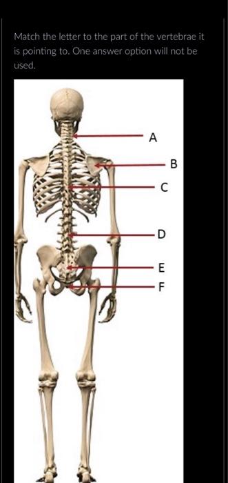 Solved Match the letter to the part of the vertebrae it is | Chegg.com