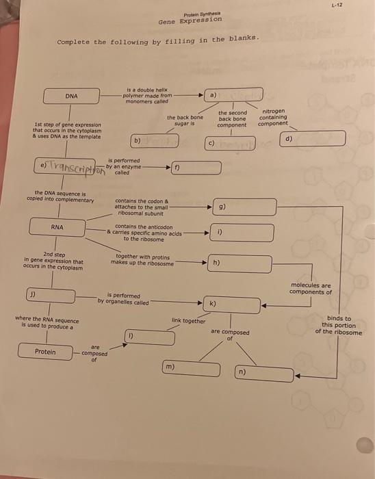 Solved Protein Synthesis Gene Expression. Complete the | Chegg.com