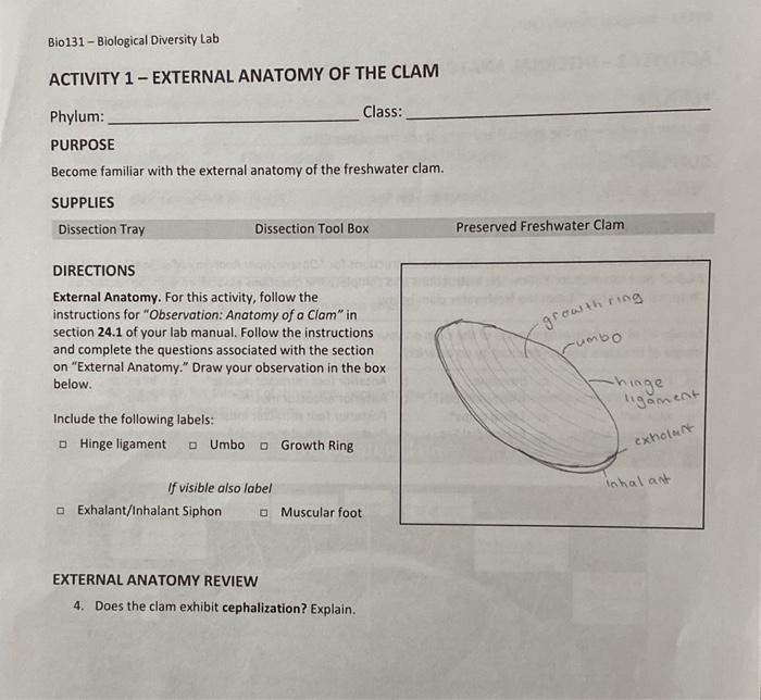 Solved ACTIVITY REVIEW Part 1 - Phylum Review. Using the | Chegg.com
