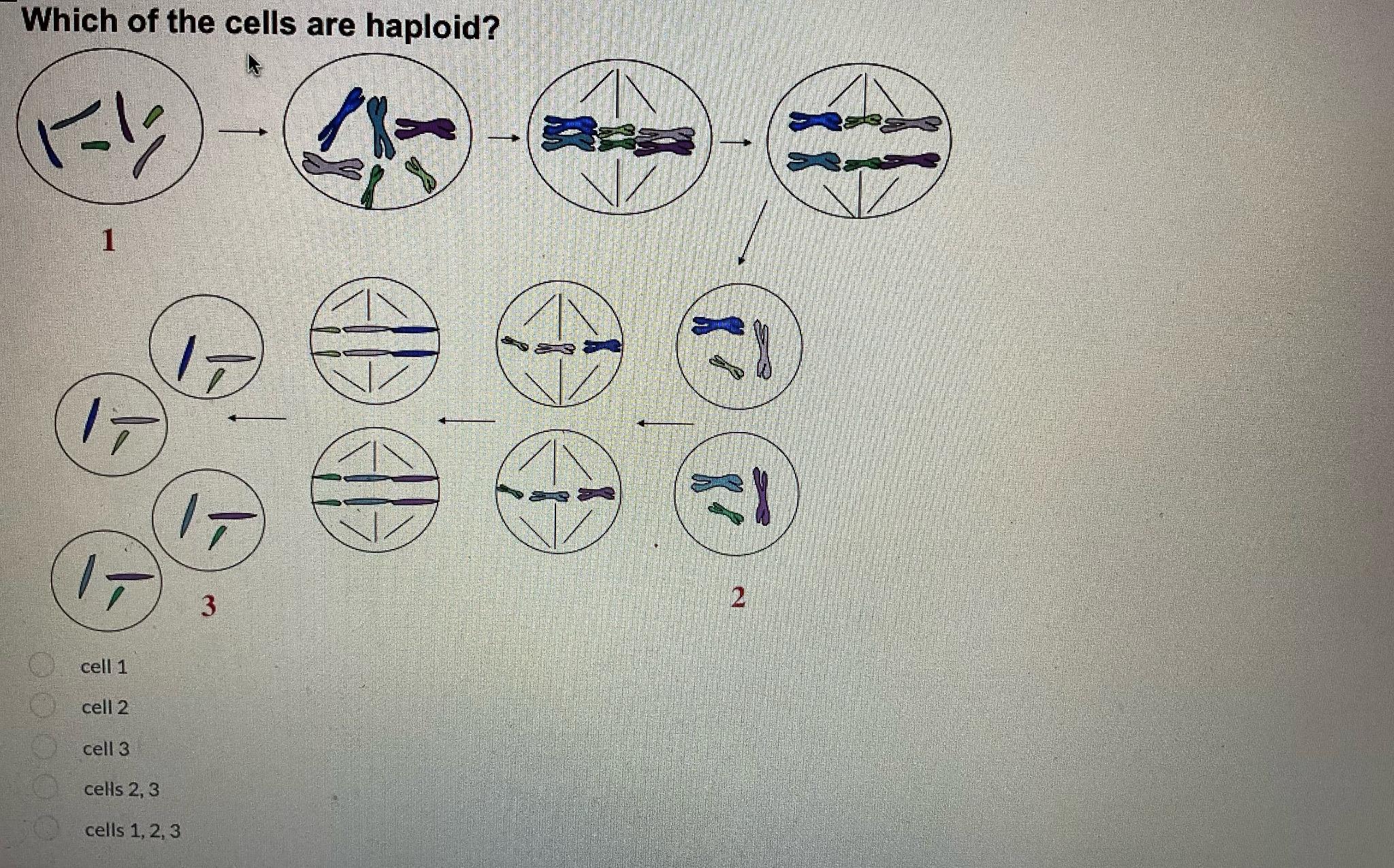 Solved Which of the cells are haploid?cell 1cell 2cell | Chegg.com