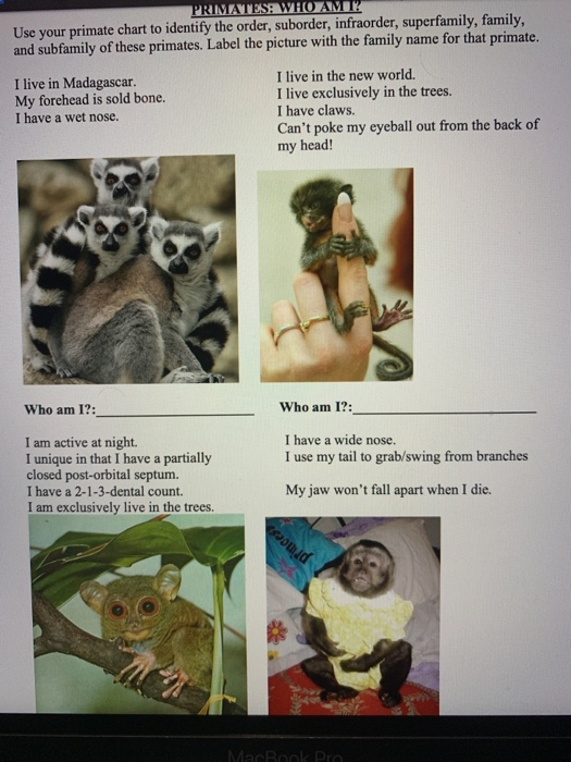 Solved PRIMATES: WHO AM I? Use your primate chart to | Chegg.com