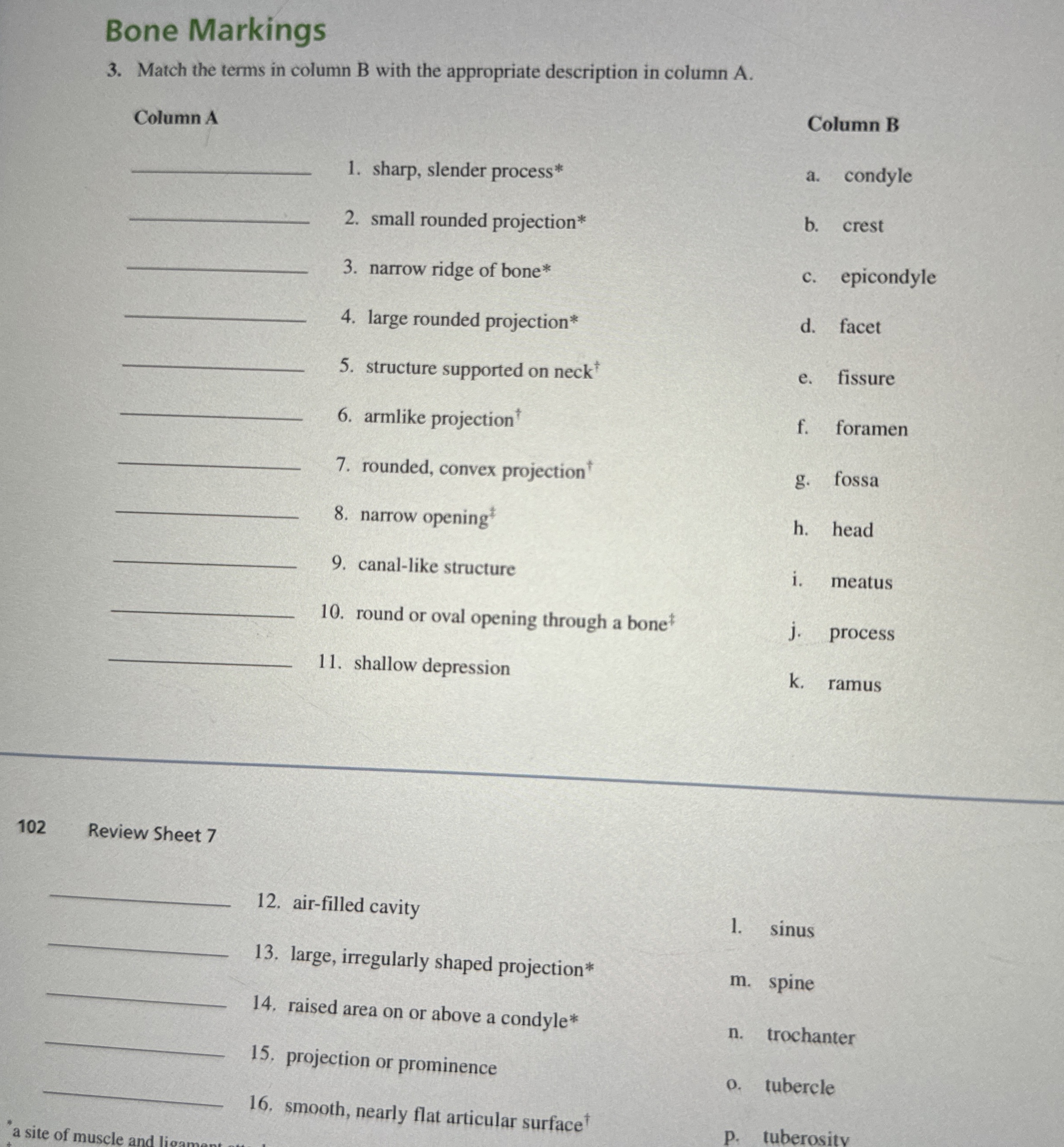 Solved Bone Markings3. ﻿Match the terms in column B ﻿with | Chegg.com
