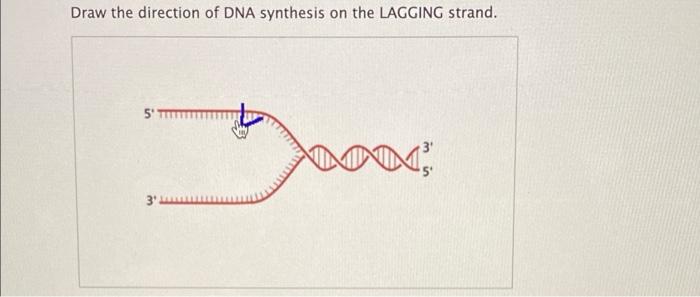 Solved Draw the direction of DNA synthesis on the LAGGING | Chegg.com