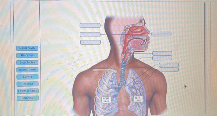 Solved Nasal cavity Bronchus Bronchioles Internal nares | Chegg.com