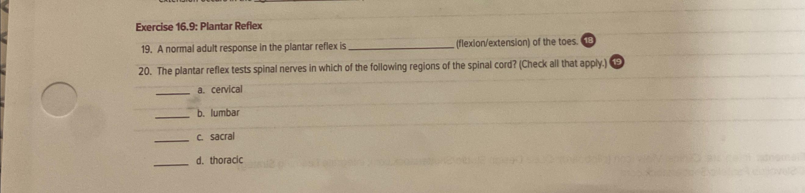 Solved Exercise 16.9: Plantar Reflex19. ﻿A normal adult | Chegg.com