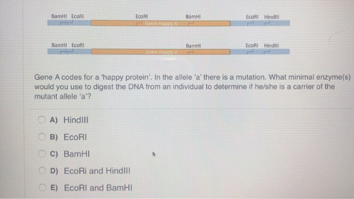 Solved BamHI EcoRI EcoRI BamHI EcoRI Hindill BamHI ECORI | Chegg.com
