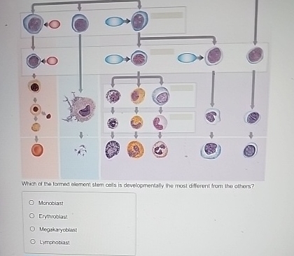 Solved Which of the formed element stem cels is | Chegg.com