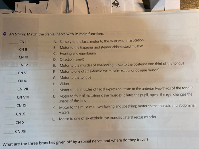Solved 4 Matching: Match the cranial nerve with its main | Chegg.com