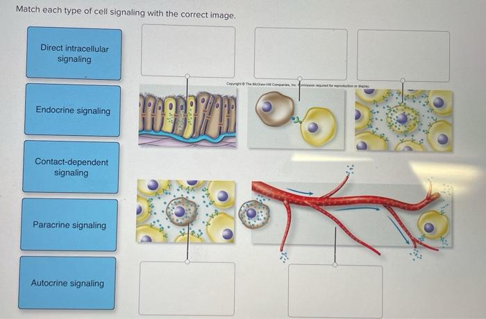 Solved Match each type of cell signaling with the correct | Chegg.com