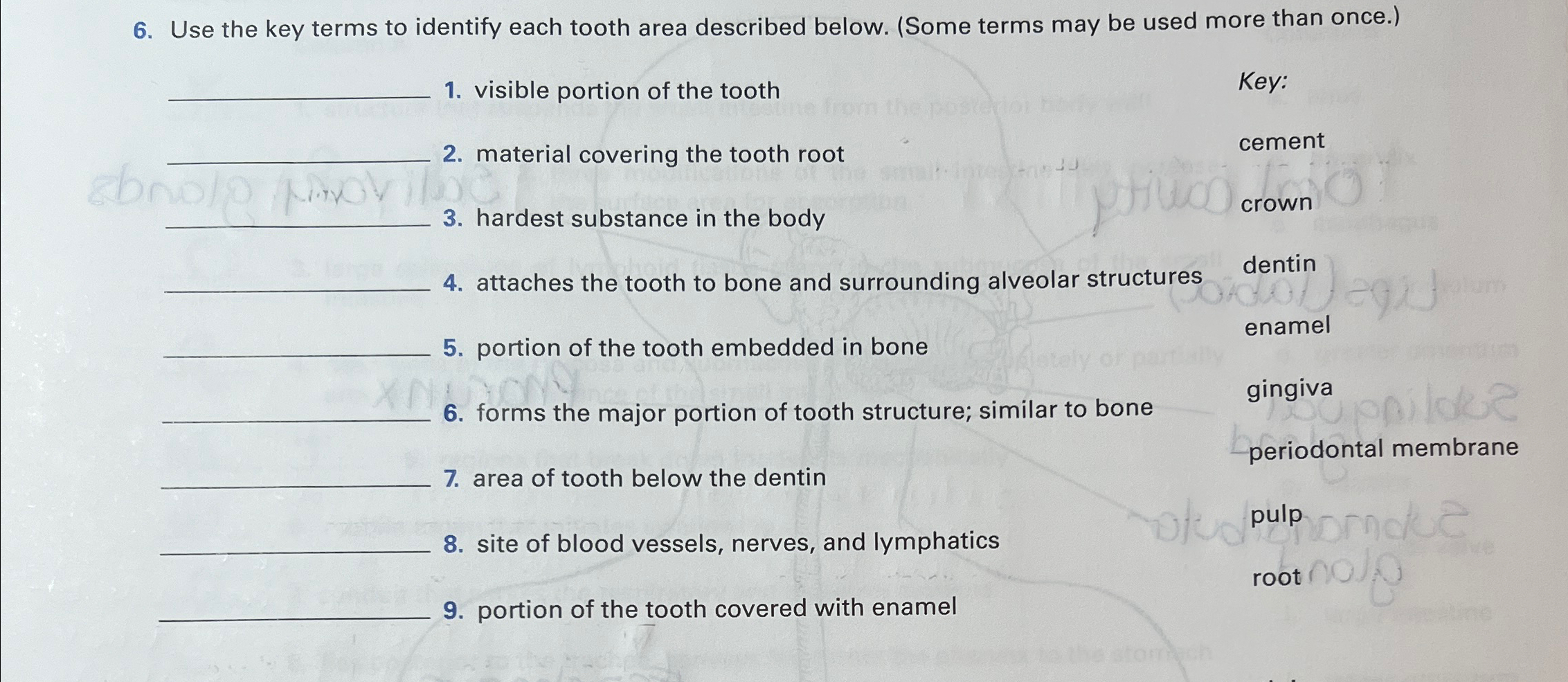 Solved Use the key terms to identify each tooth area | Chegg.com
