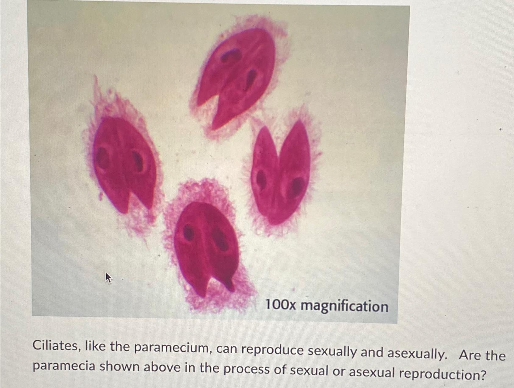 Solved Ciliates Like The Paramecium Can Reproduce Sexually