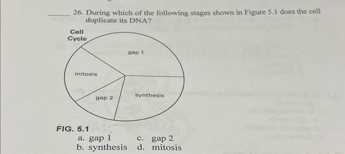 Solved 26. During which of the following stages shown in | Chegg.com